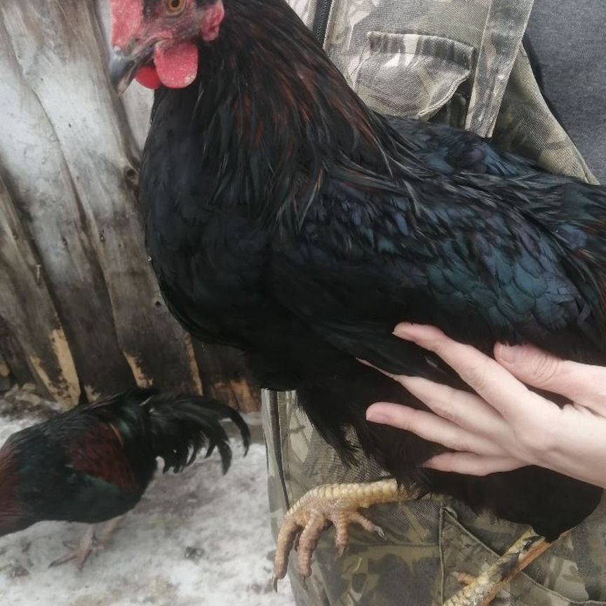 Петух, Гусак, Кролик