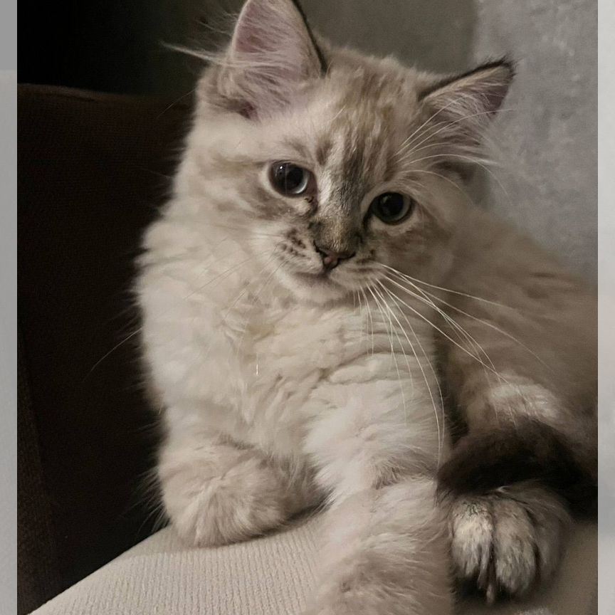 Меконгский бобтейл котёнок