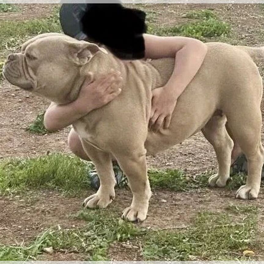 Американский булли, взрослая собака