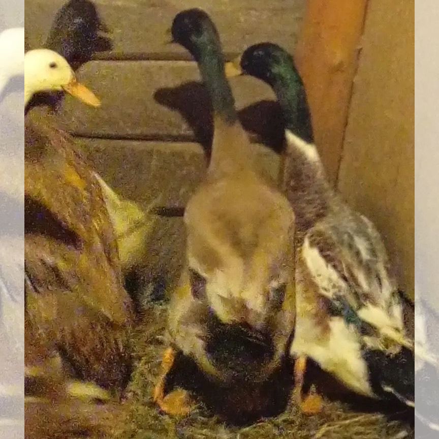 Индийский бегунок