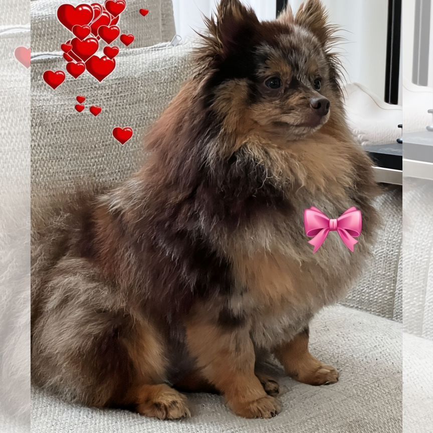 Померанский шпиц, щенок