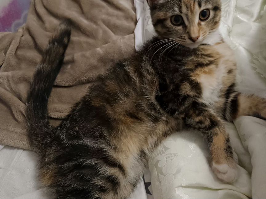 Котенок Мята 7 месяцев