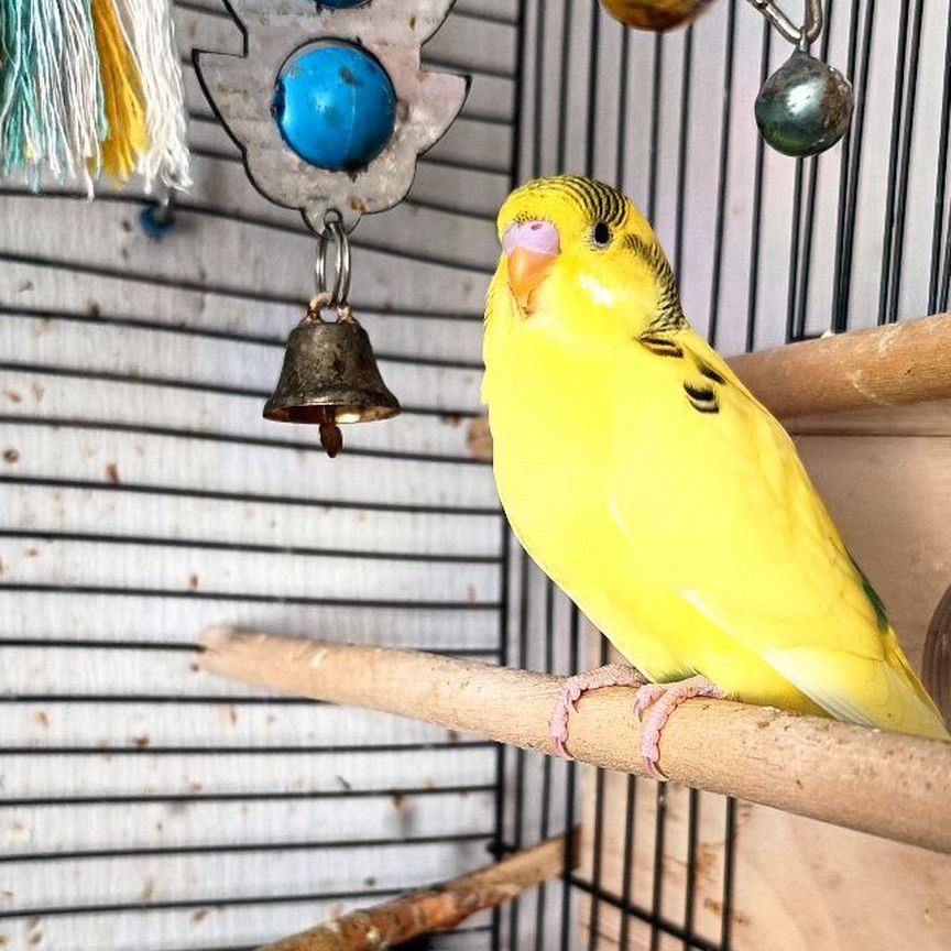 Волнистый попугай