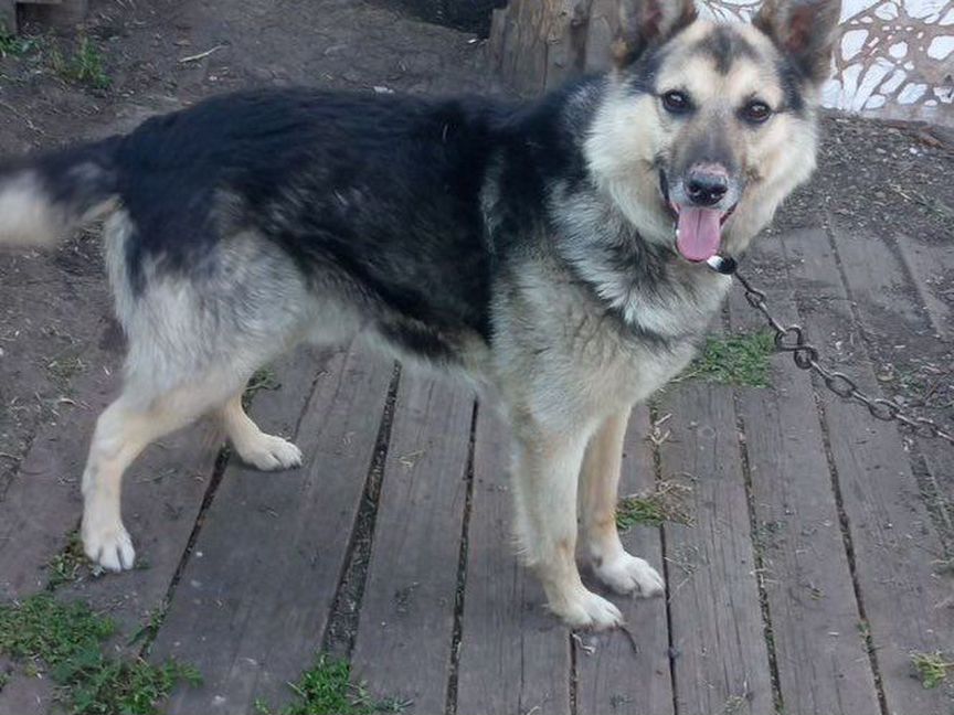 Дик ищет новый дом