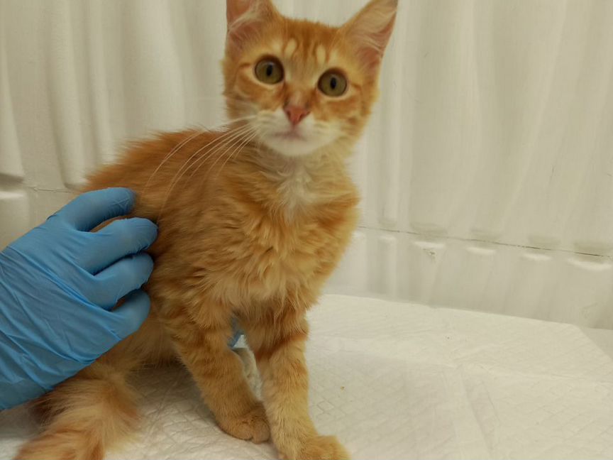 Котята рыжики в добрые руки