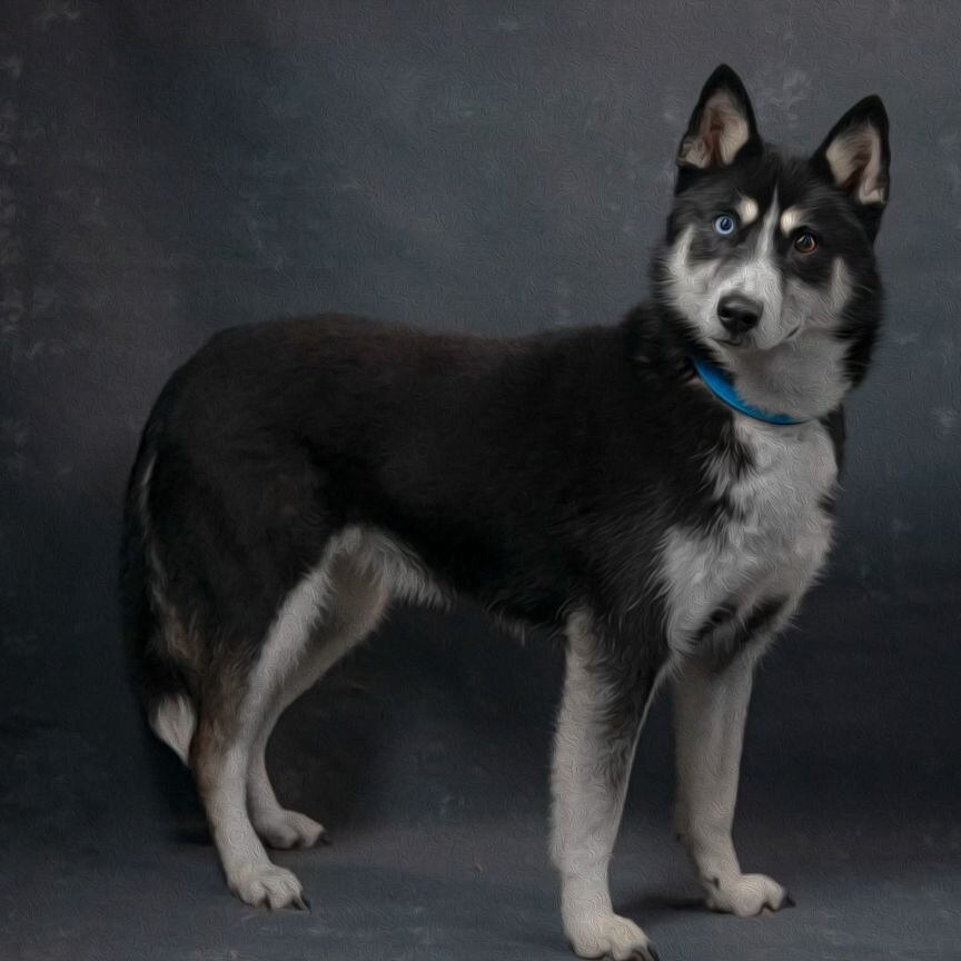 Герда ищет дом