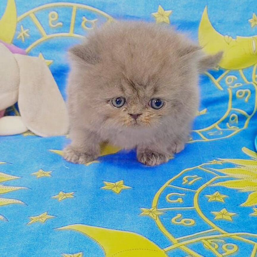 Продам персидских котят