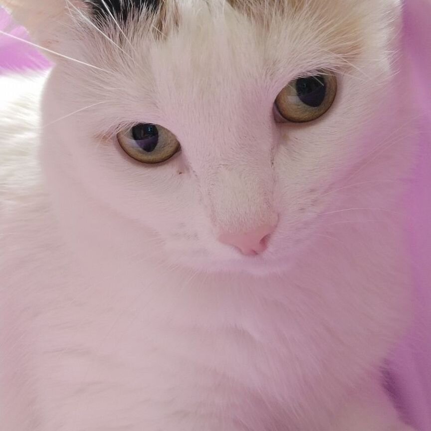 Кошка в дар