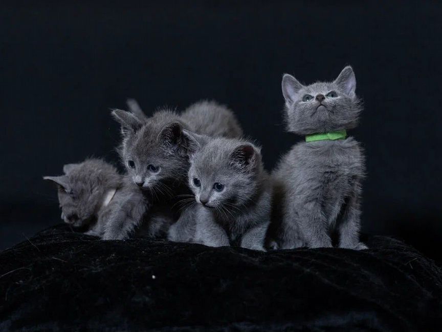 Русская голубая котята