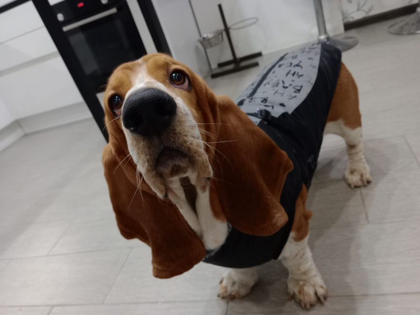 Вязка Бассет-хаунд, Разведение собак