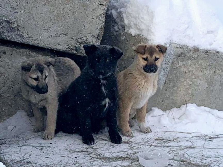 Щенок в добрые руки бесплатно