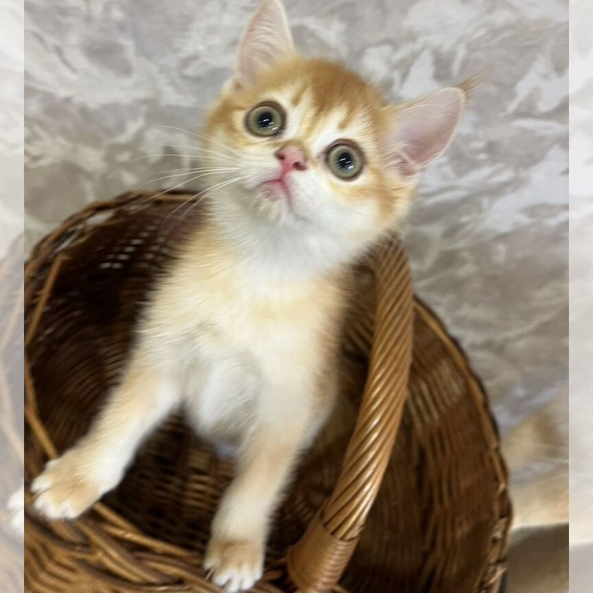 Шотландские золотые шиншиллы котята