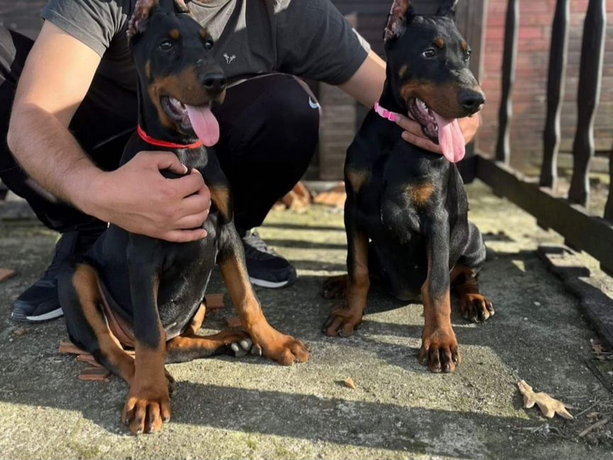 Щенки Добермана