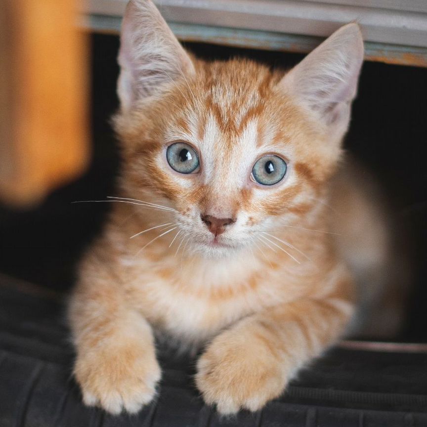 Котёнок в добрые руки