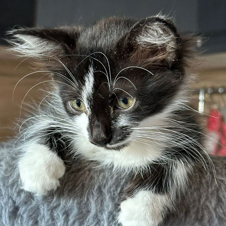 Партос и Артос ищут Дом