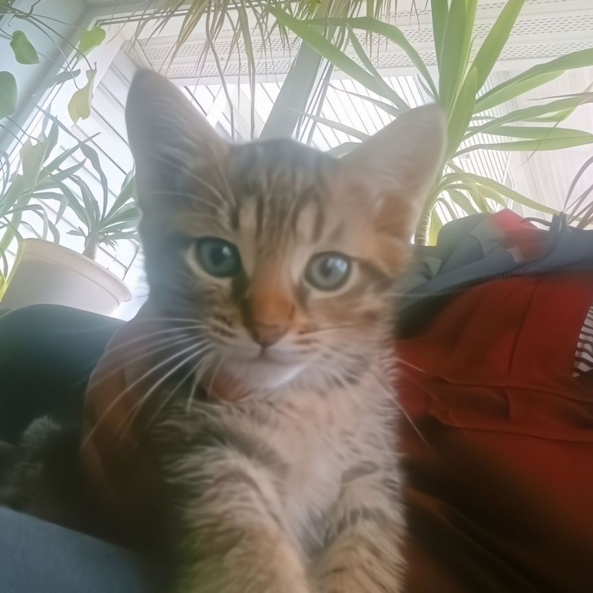 Котёнок в добрые руки