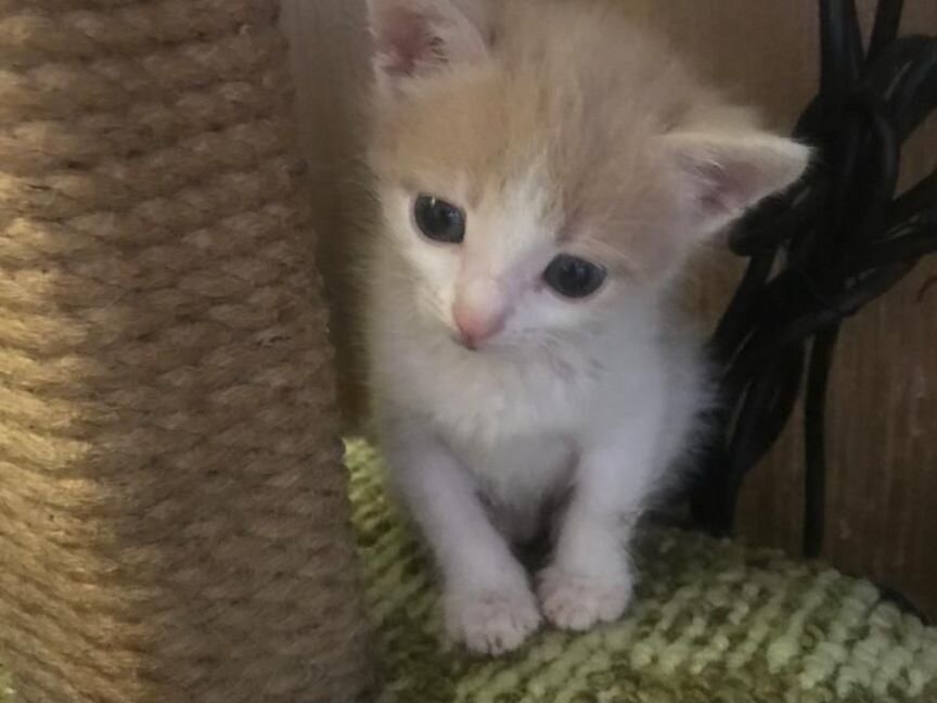Котята в добрые руки бесплатно