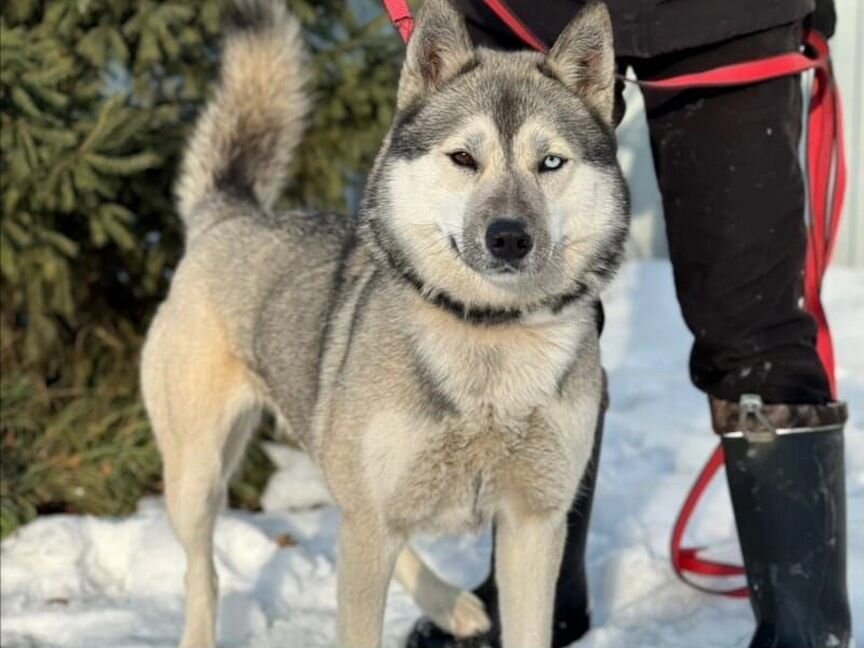 Собака в добрые руки
