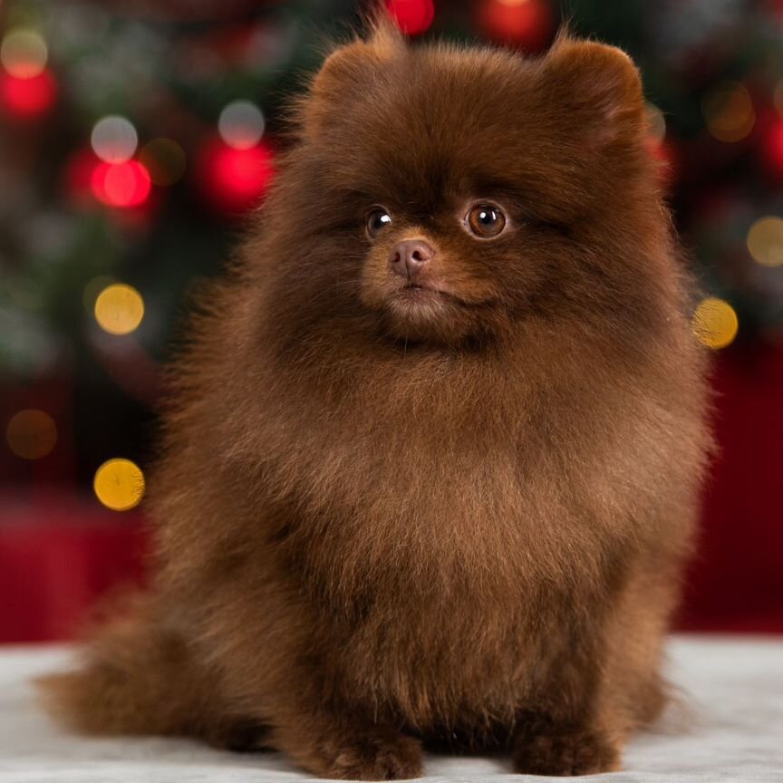 Померанский шпиц, взрослая собака