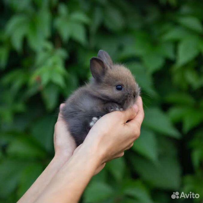 Кролики карлики с документами