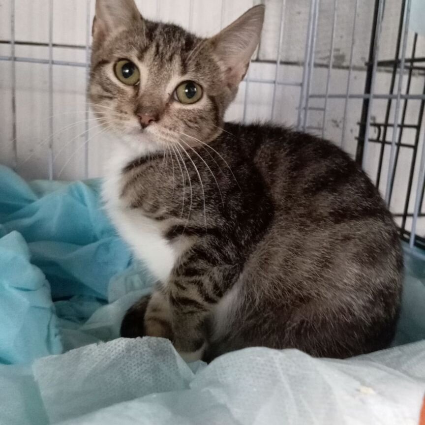 Беатрис ищет дом