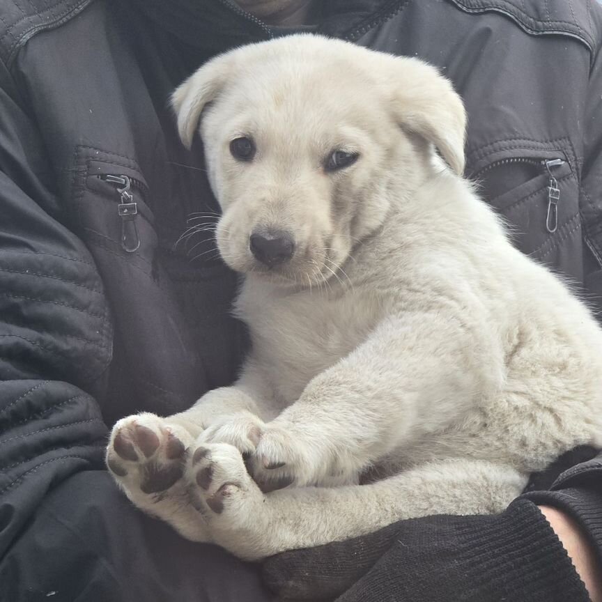 Щенки алабая