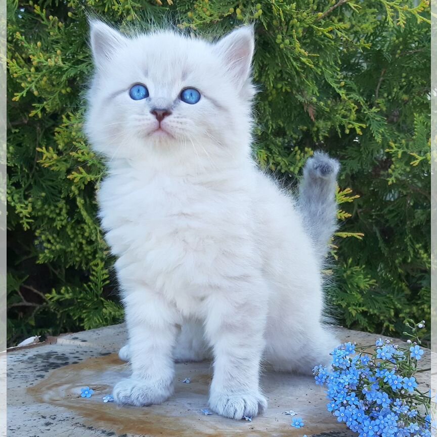 Невские маскарадные котята