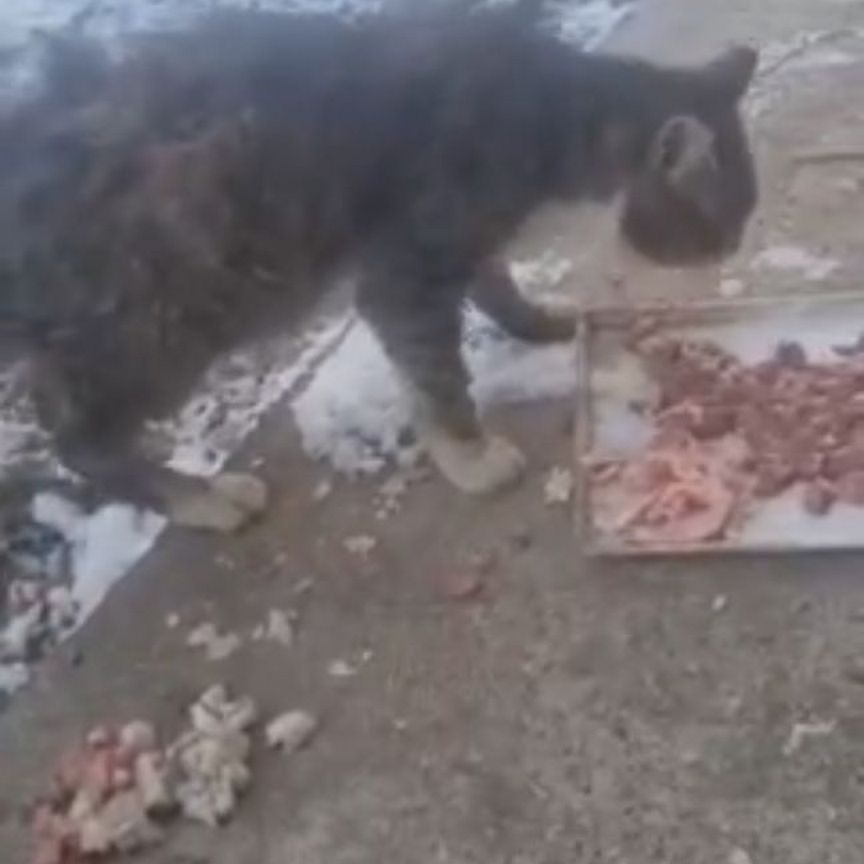 Кот ищет пomoщь, пepeдеpжкy soоооos