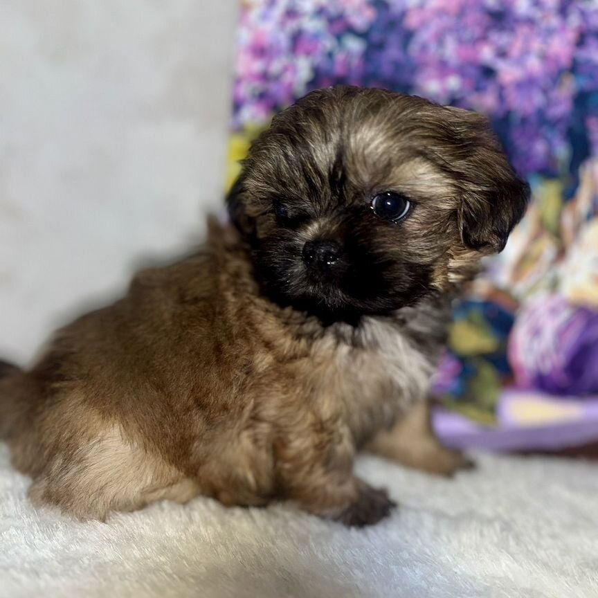 Щенки ши-тцу мини