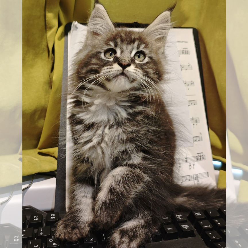 Мейн-кун котёнок