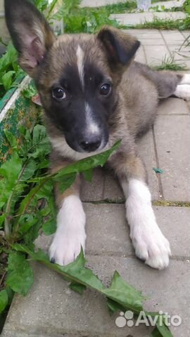 Щенок в добрые руки бесплатно