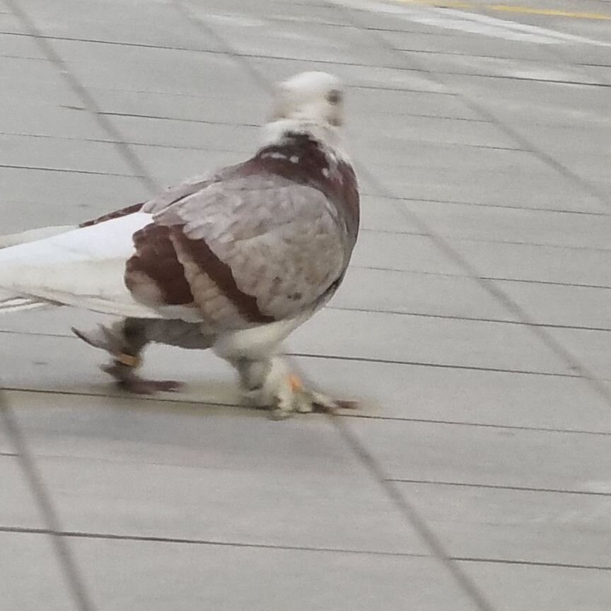 Голубь породистый