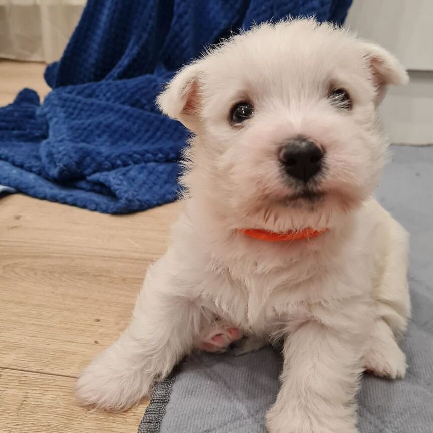 Вест хайленд уайт терьер щенки