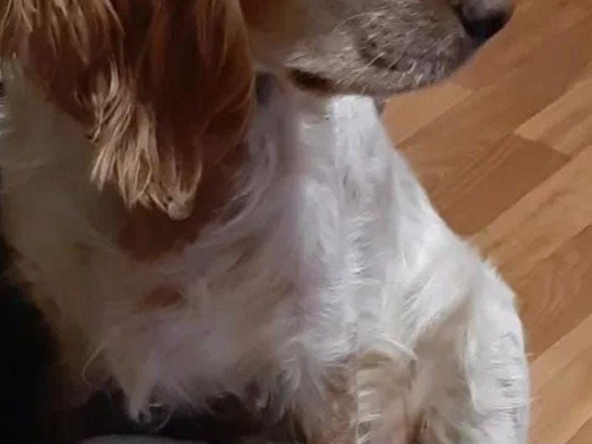 Щенки русского спаниеля