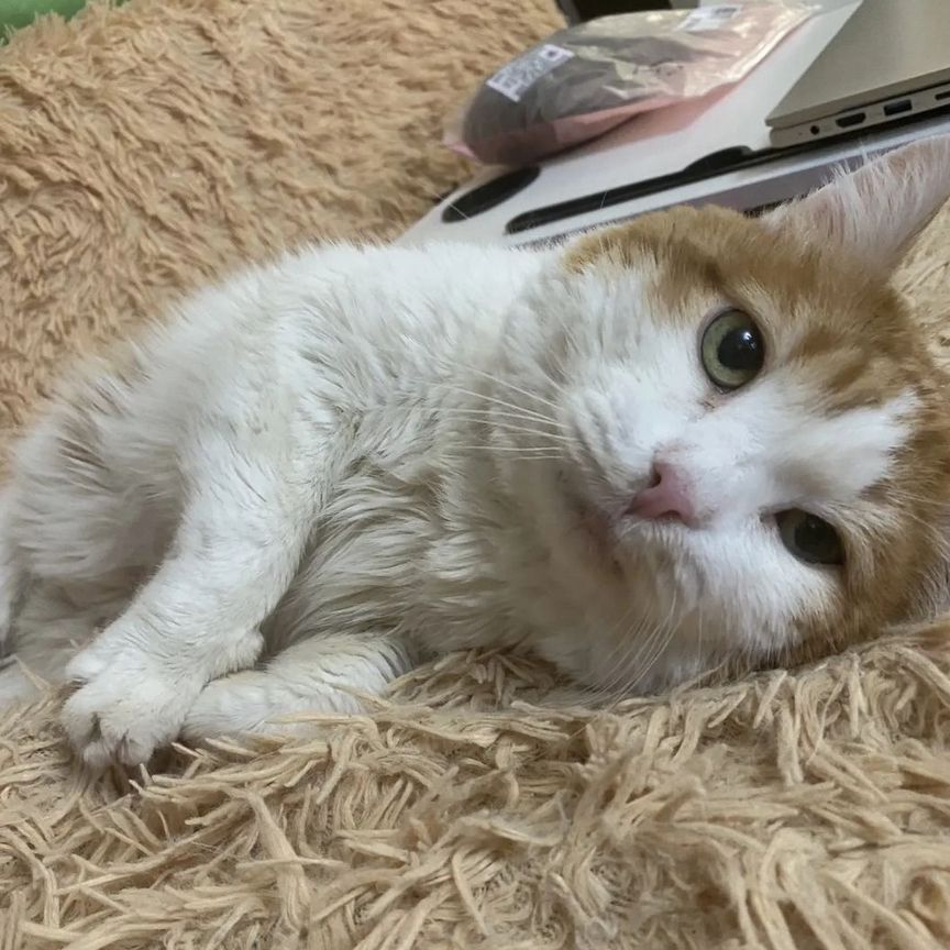 Взрослый кот в добрые руки