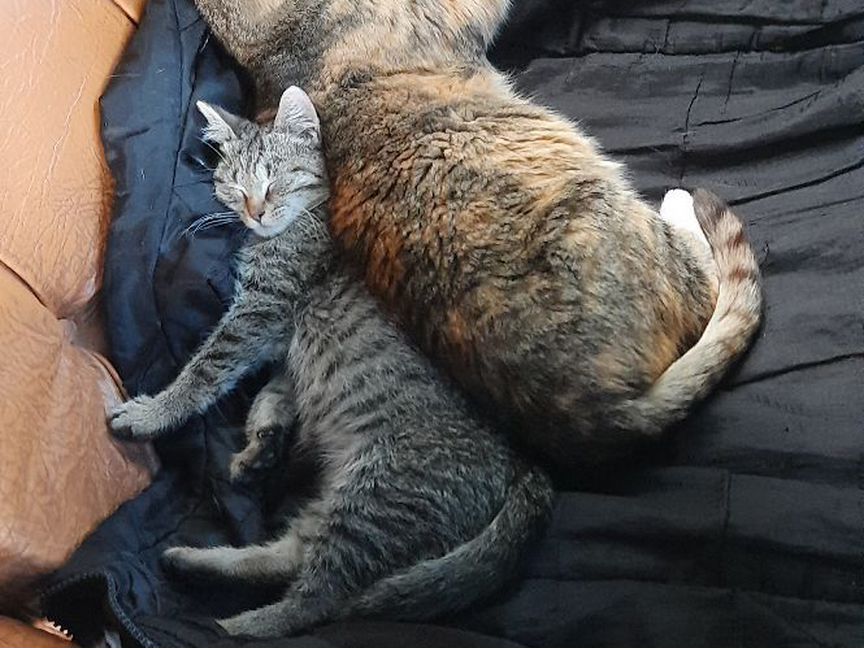 Отдам кошечку в добрые руки