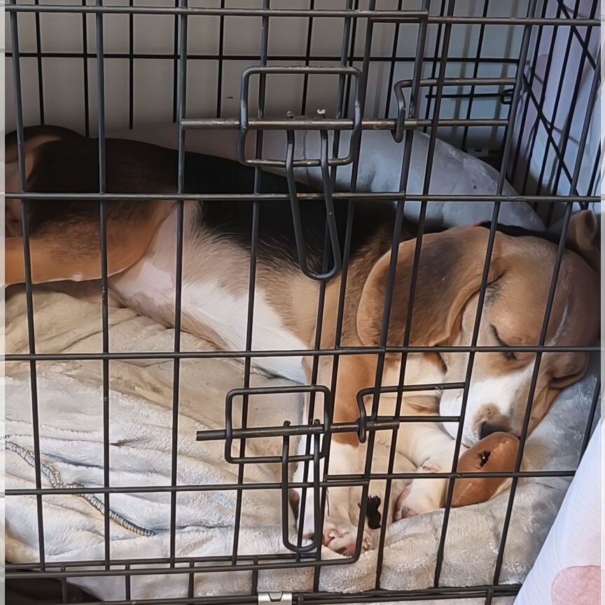 Бигль, щенок