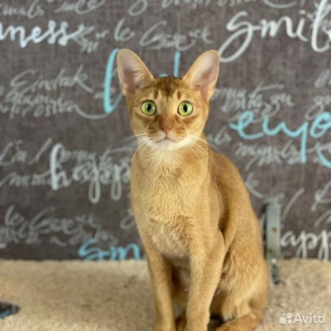 Абиссинская кошка