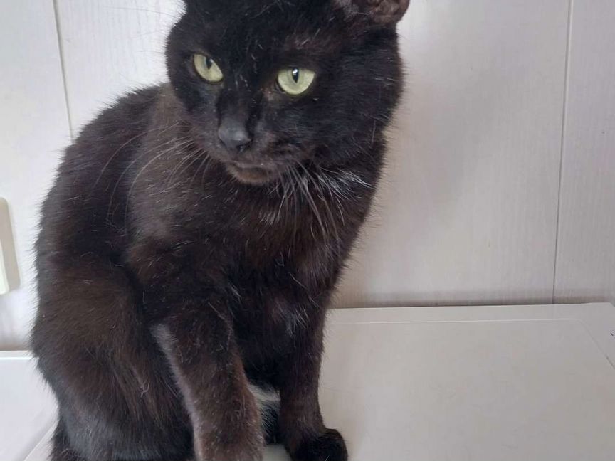 Кот ищет дом