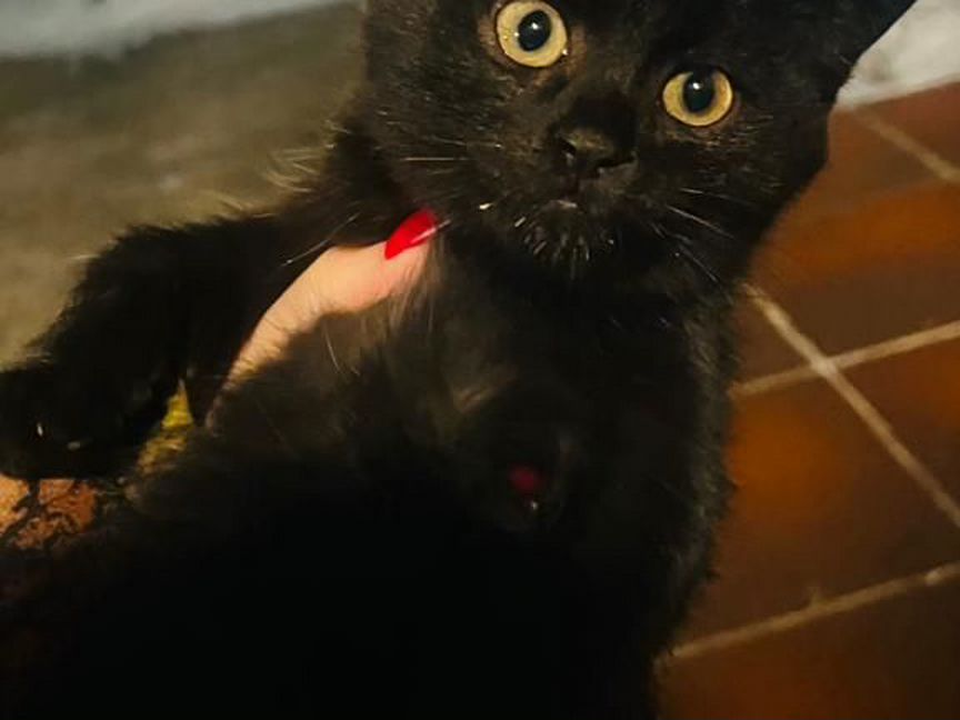 Котенок