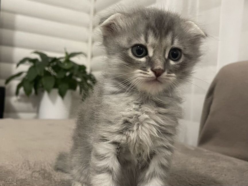 Британский котенок 2 мес