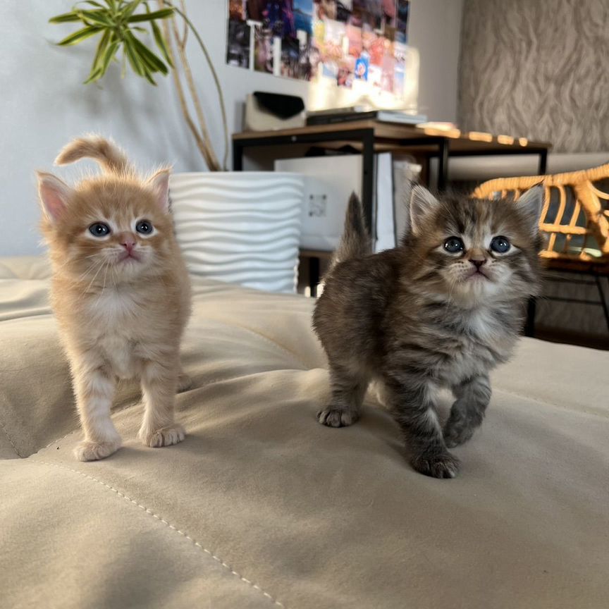 Сибирские котята