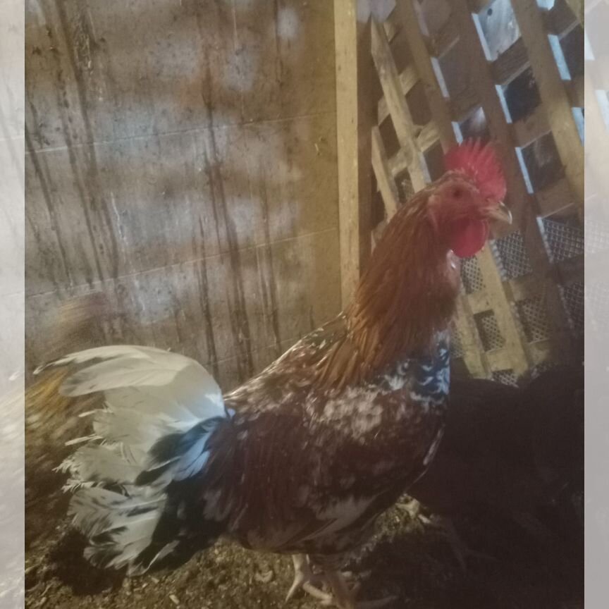 Куры и петухи домашние