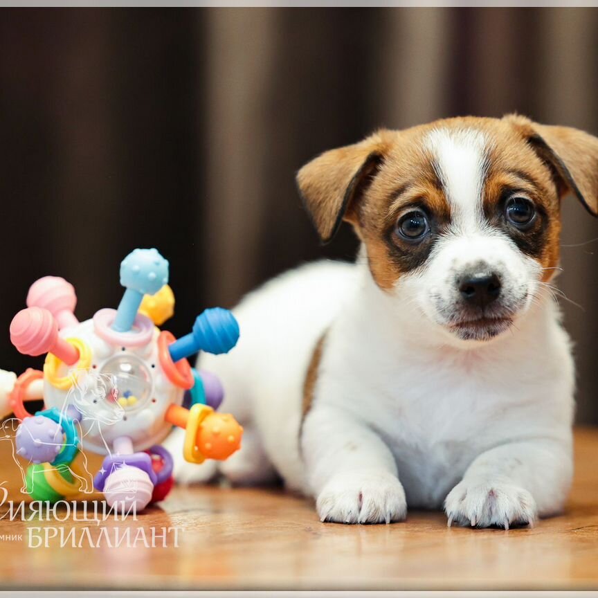 Джек-рассел-терьер, щенок