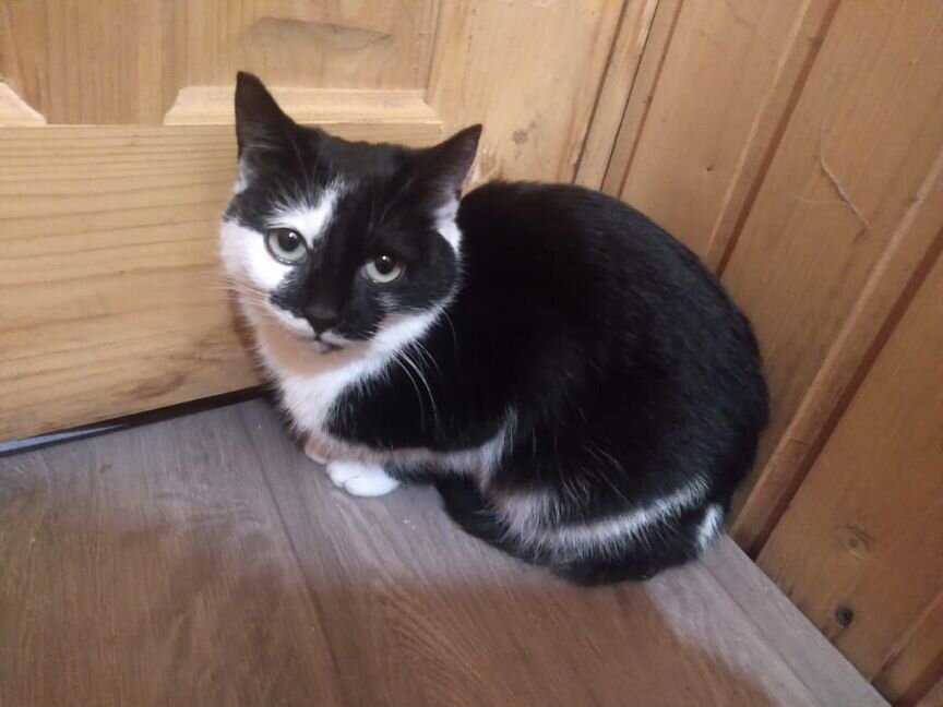 Котёнок Лобзик девочка чёрная белая