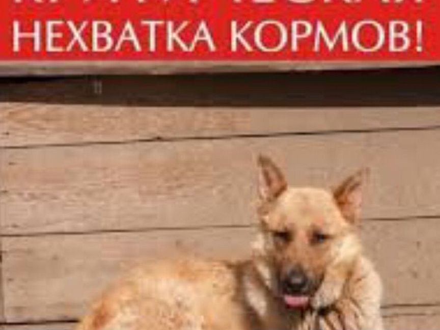 Щенкам нужна ваша помощь