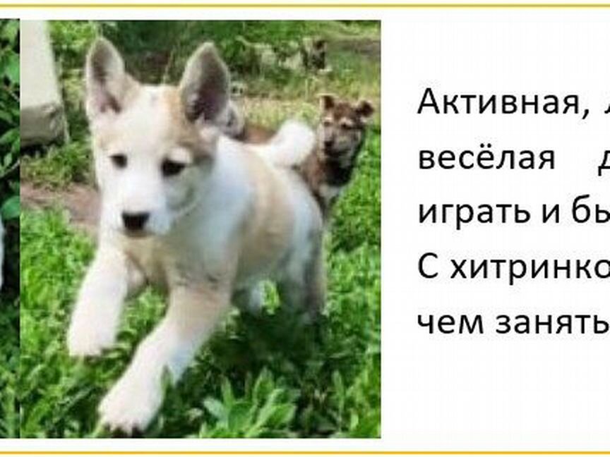 Щенок в добрые руки бесплатно
