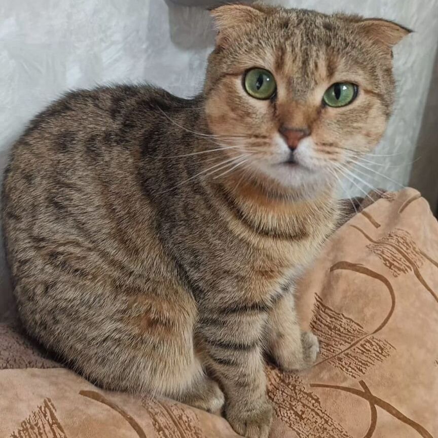 Шотландская кошечка в добрые руки