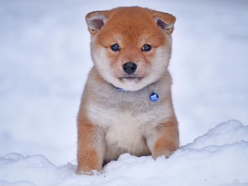 Щенки сиба ину, породистые из племенного питомника