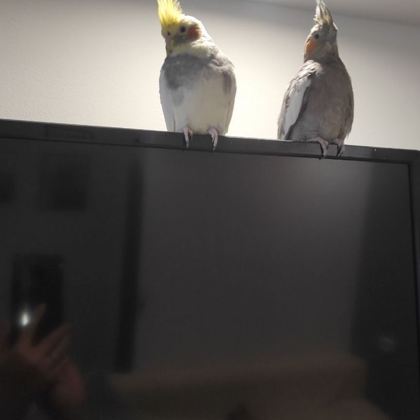 Попугаи корелла с клеткой